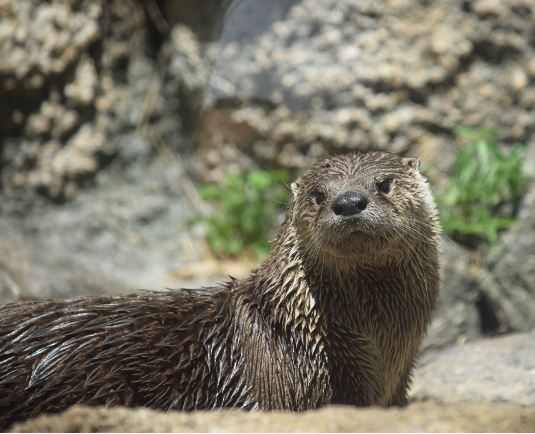 Animals – Animal Enrichment Systems