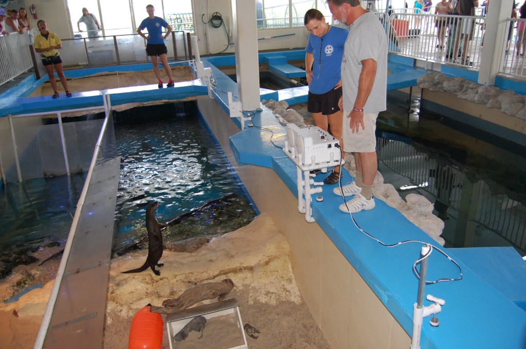 North American River Otters – Animal Enrichment Systems