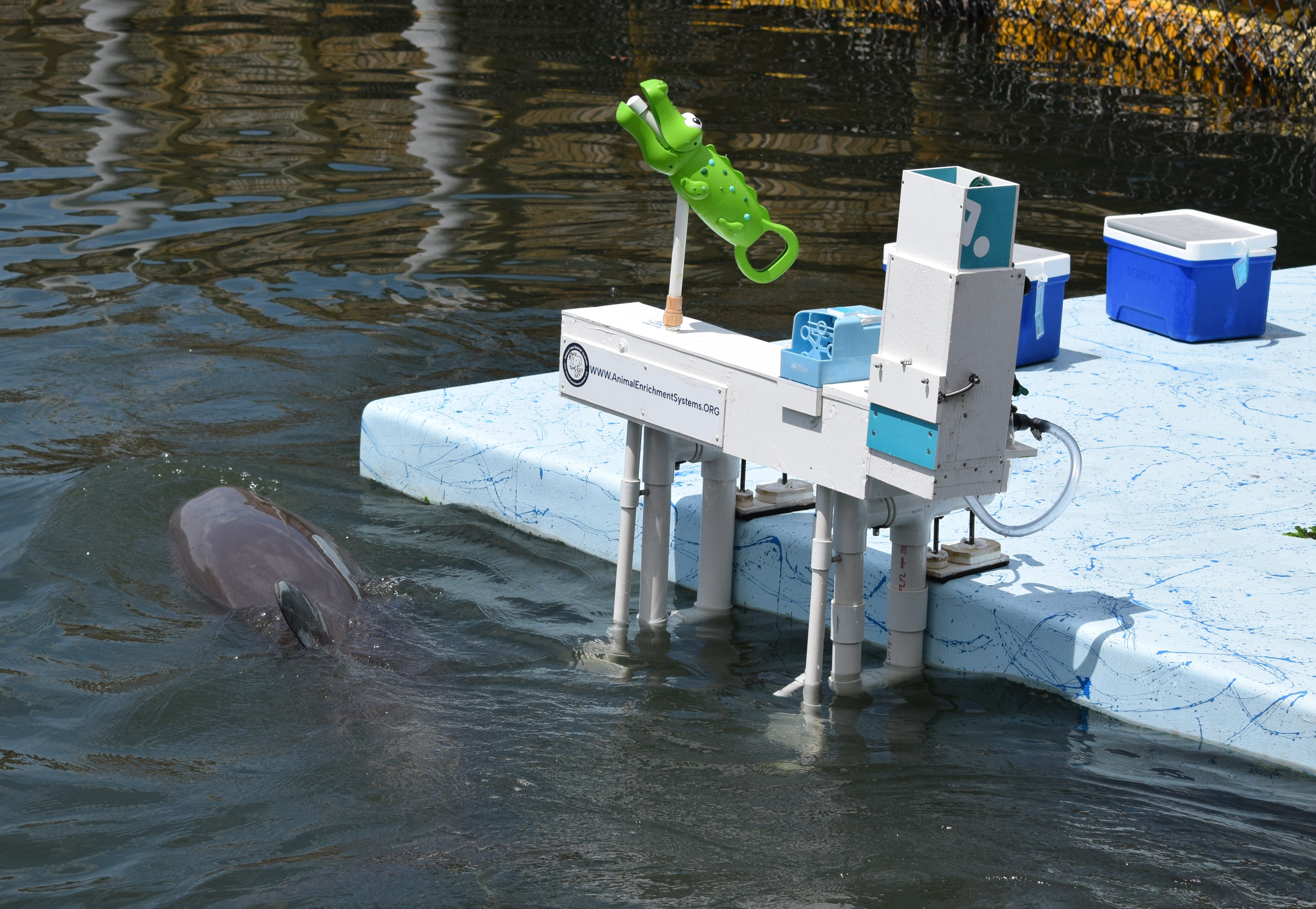 DESY (Dolphin Enrichment System) returns to DRC’s Front Right Lagoon ...