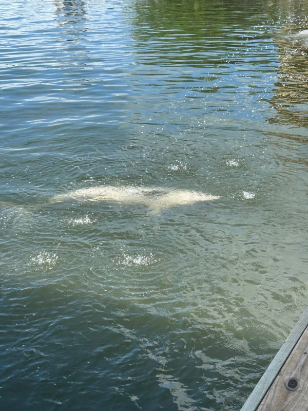 DESY (Dolphin Enrichment System) in Action Dec 5, 2025 – Animal ...